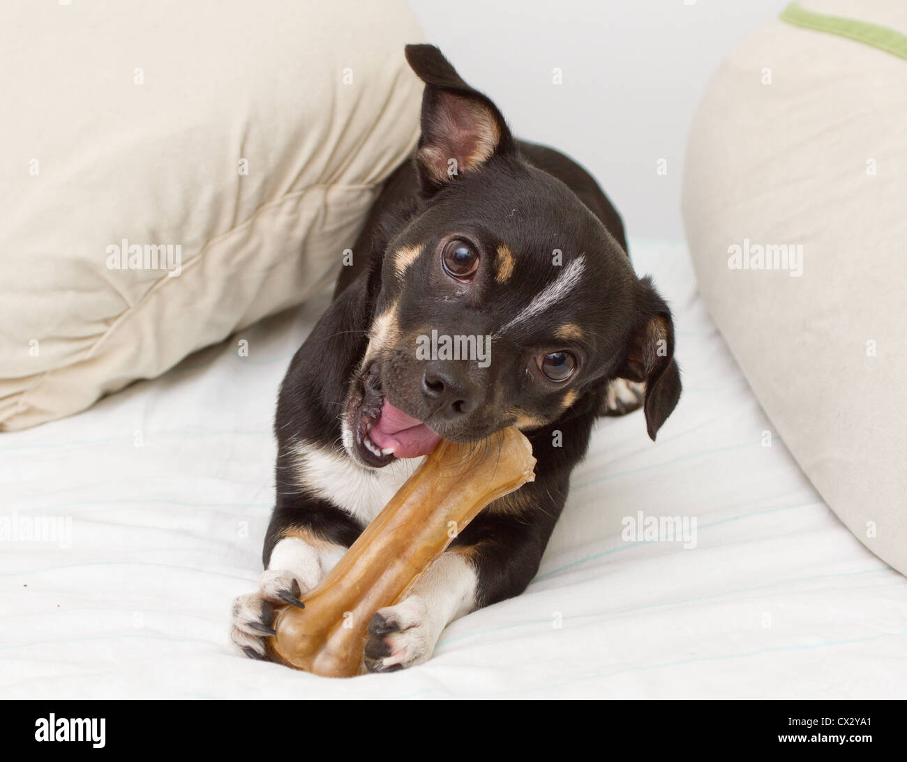 Small dog is playing with fake bone Stock Photo - Alamy
