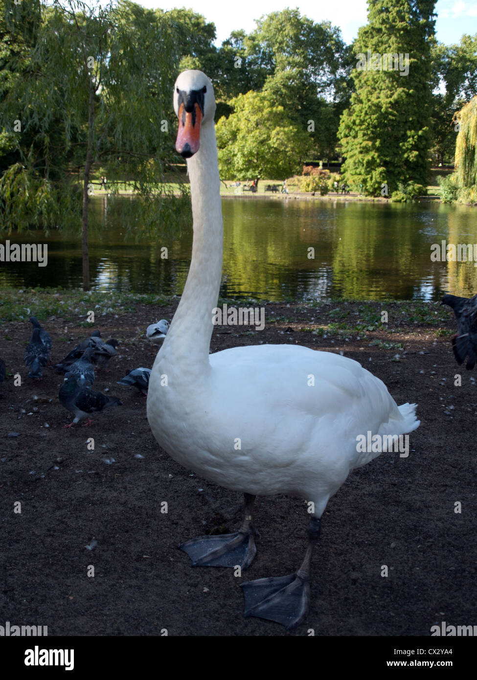 White swan and pigeons in St. James Park, City of Westminster, London ...
