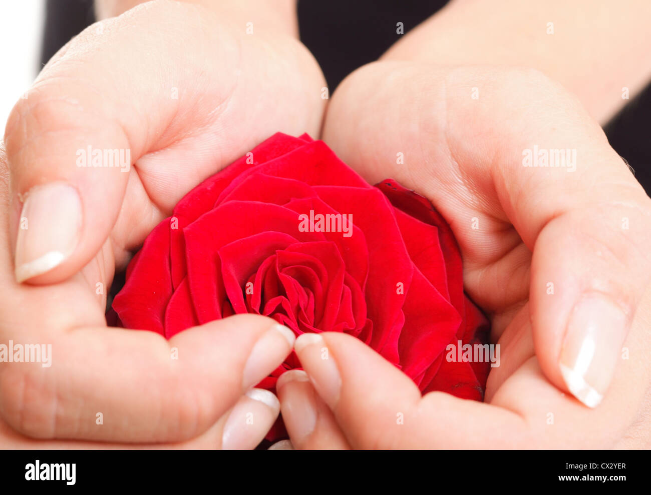 Woman hands heart with red rose petals Woman hands heart with red rose ...