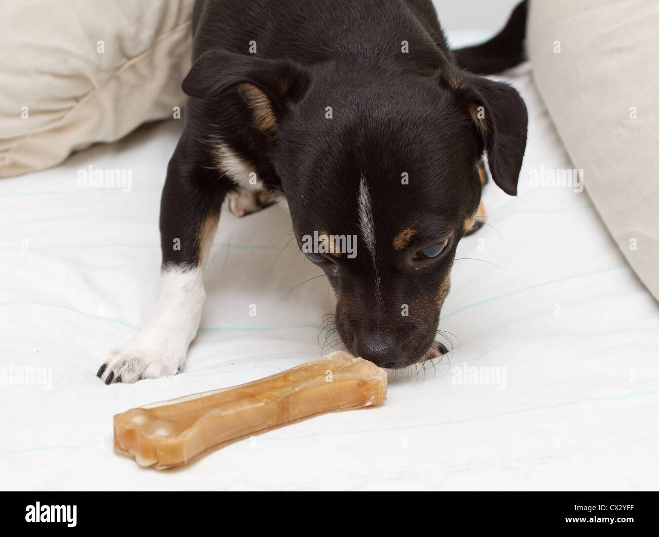 Small dog is playing with fake bone Stock Photo - Alamy