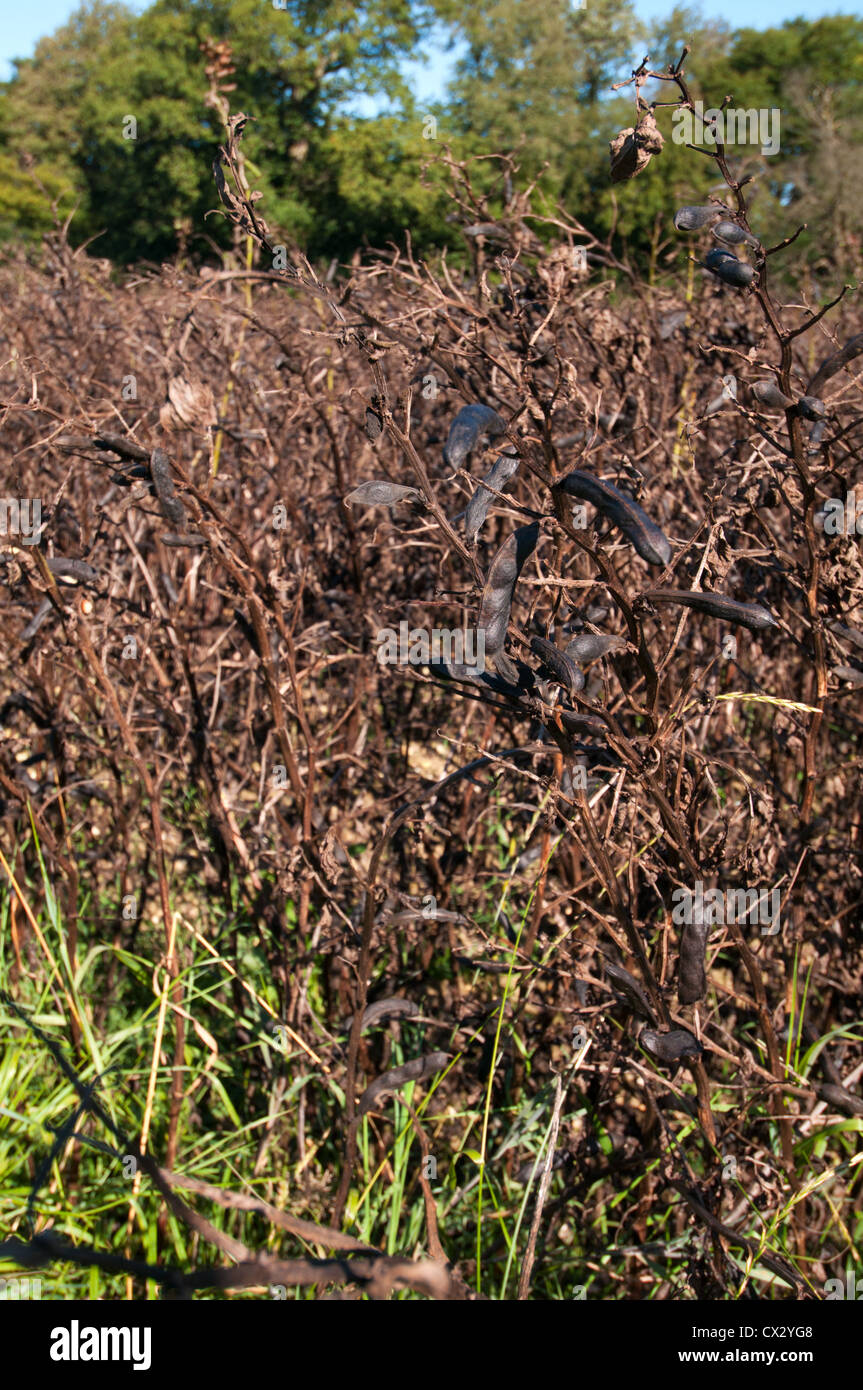 Dead crops hi-res stock photography and images - Alamy