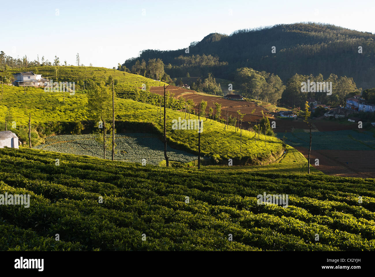 Elk201-5445 India, Tamil Nadu, Udhagamandalam (Ooty), tea plantation ...