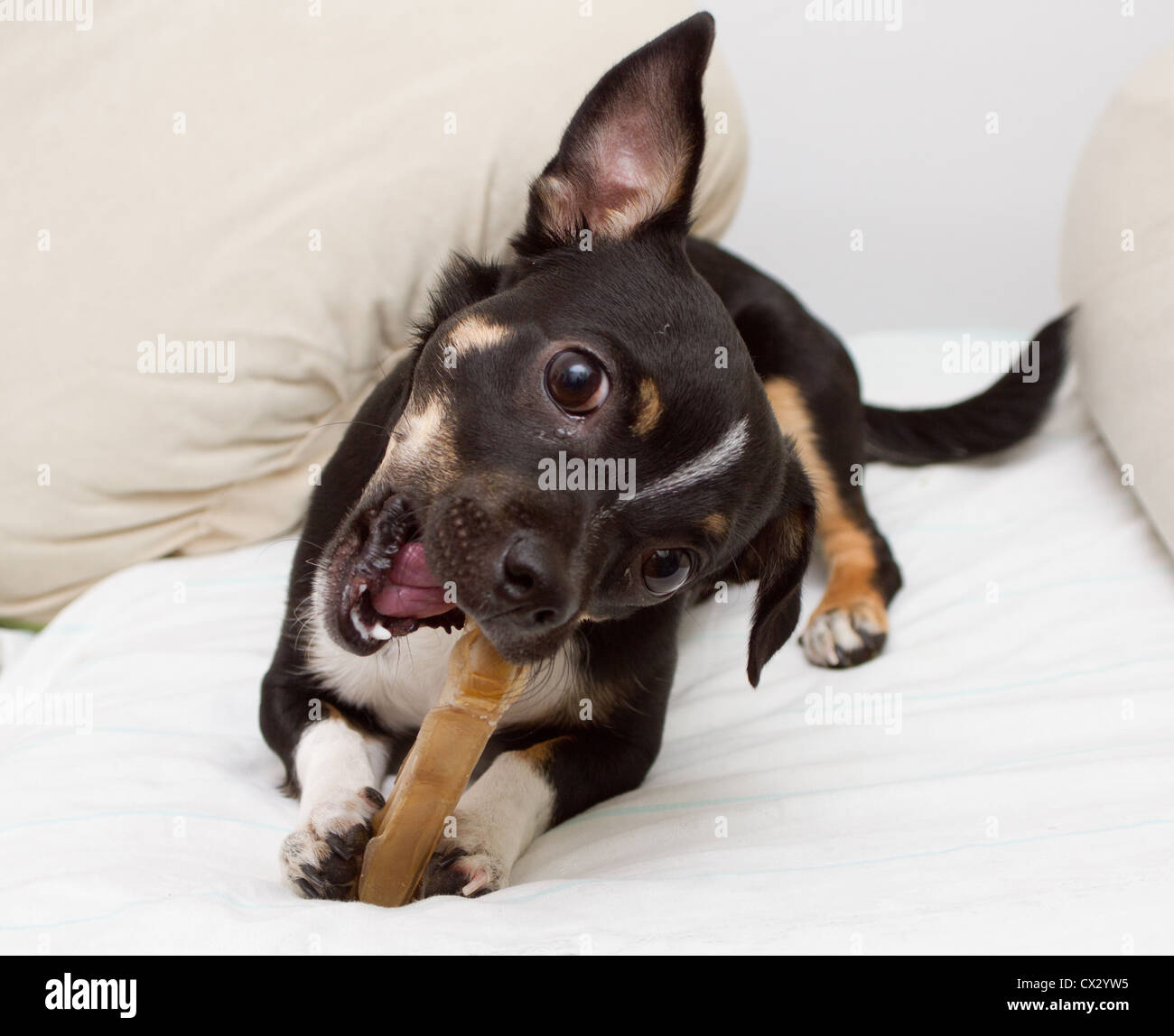 Small dog is playing with fake bone Stock Photo - Alamy