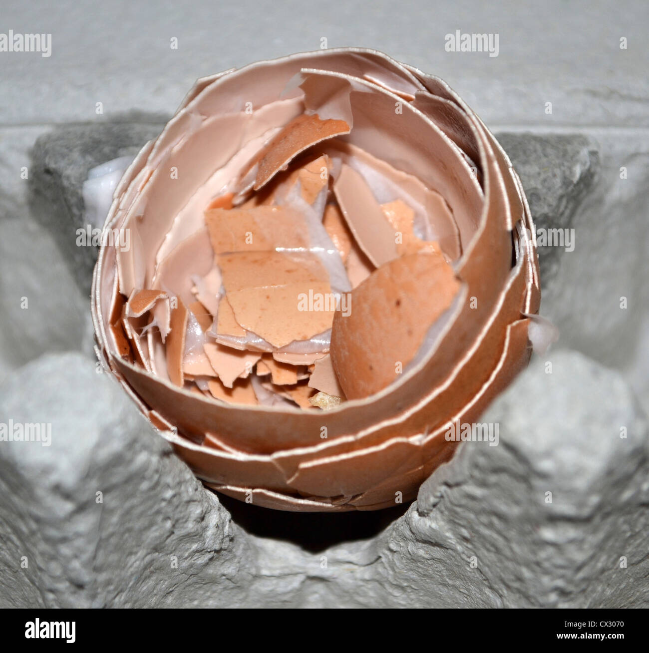 several egg shells crammed into one in egg carton Stock Photo - Alamy