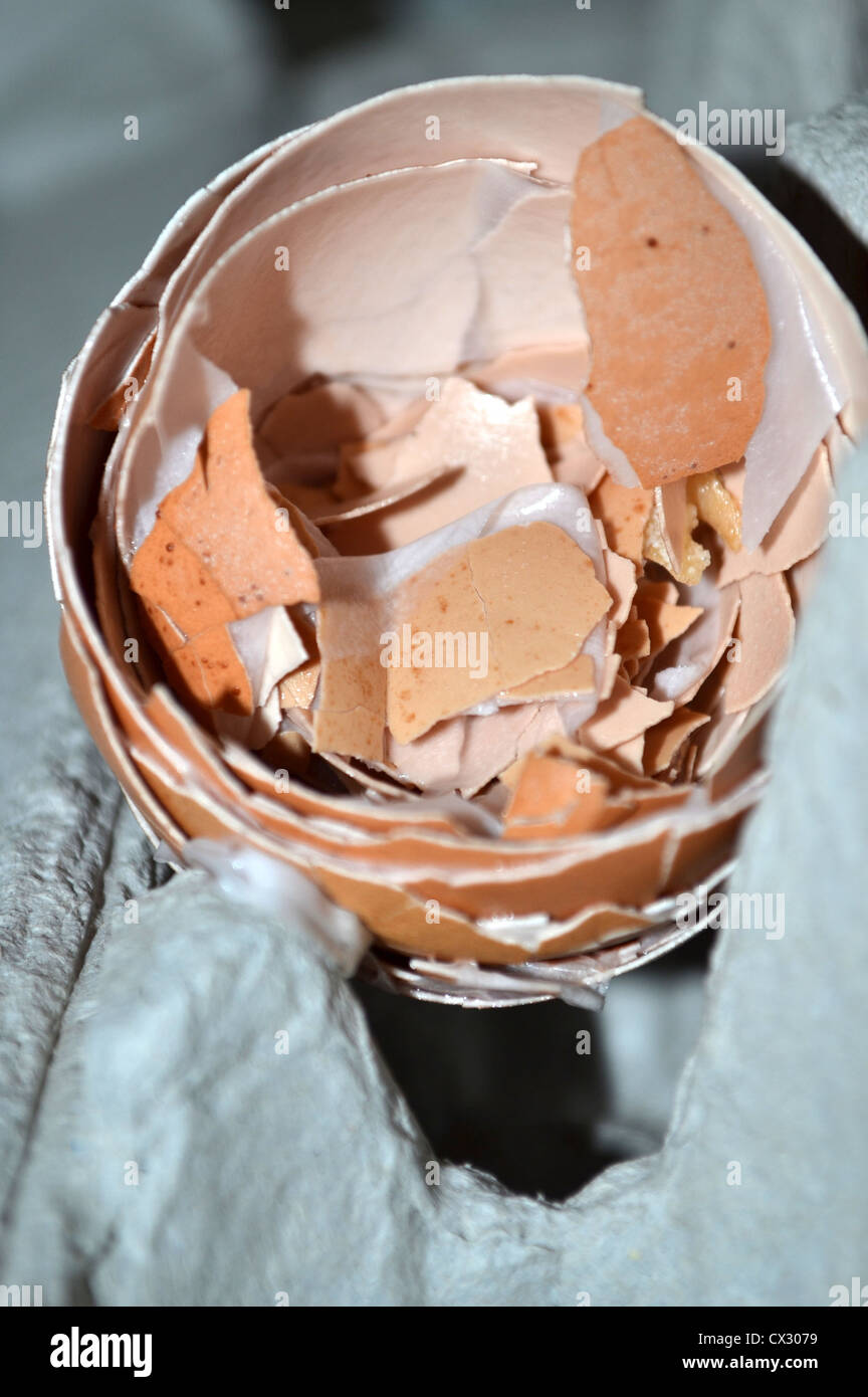 several egg shells crammed into one in egg carton Stock Photo - Alamy