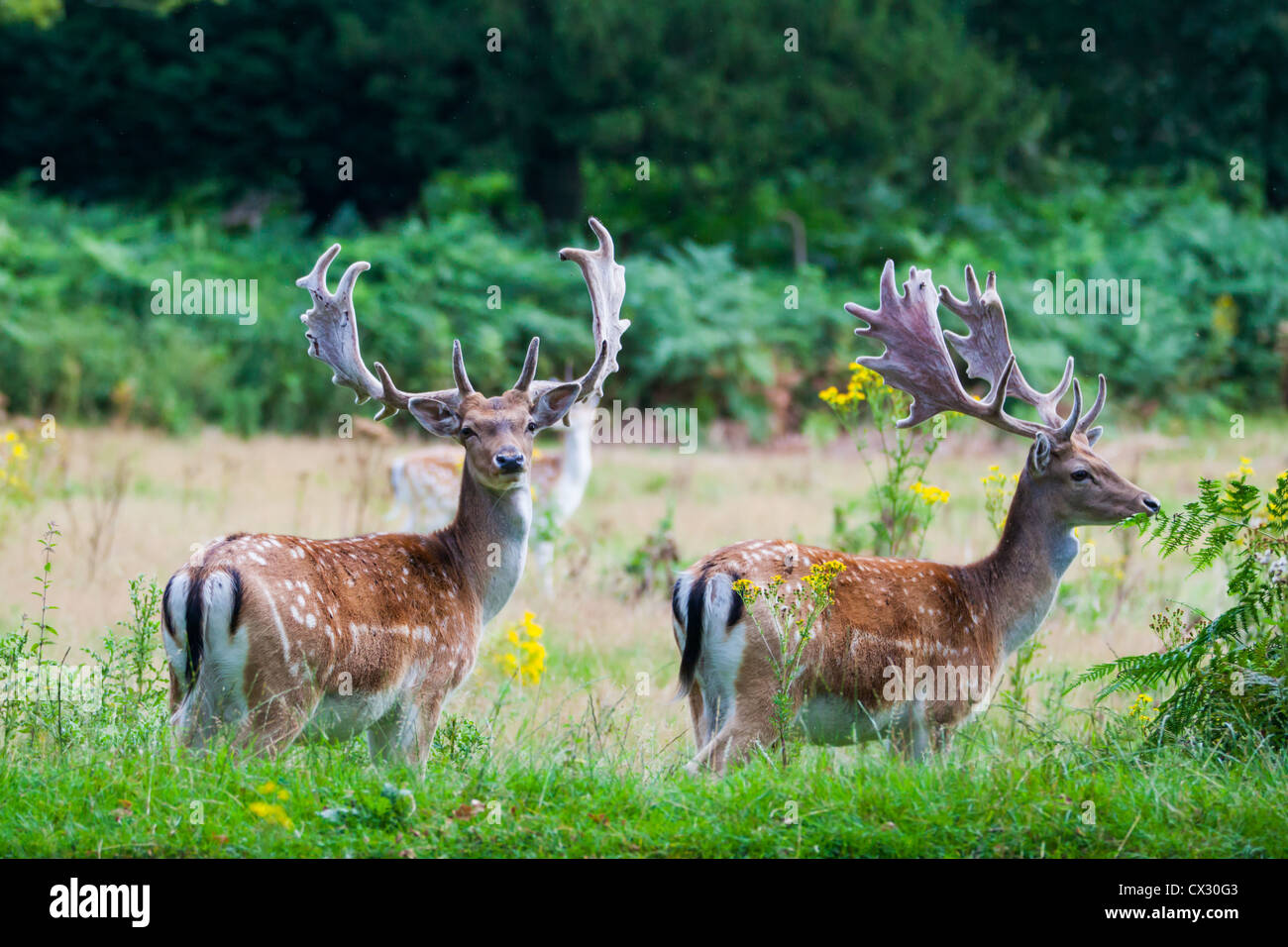 Two stags with antlers Stock Photo - Alamy
