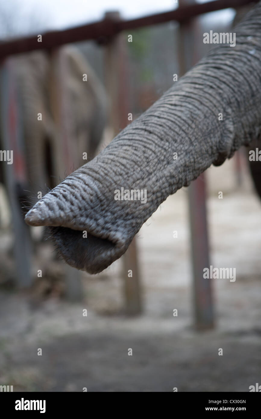close up shot of an elephant trunk Stock Photo - Alamy