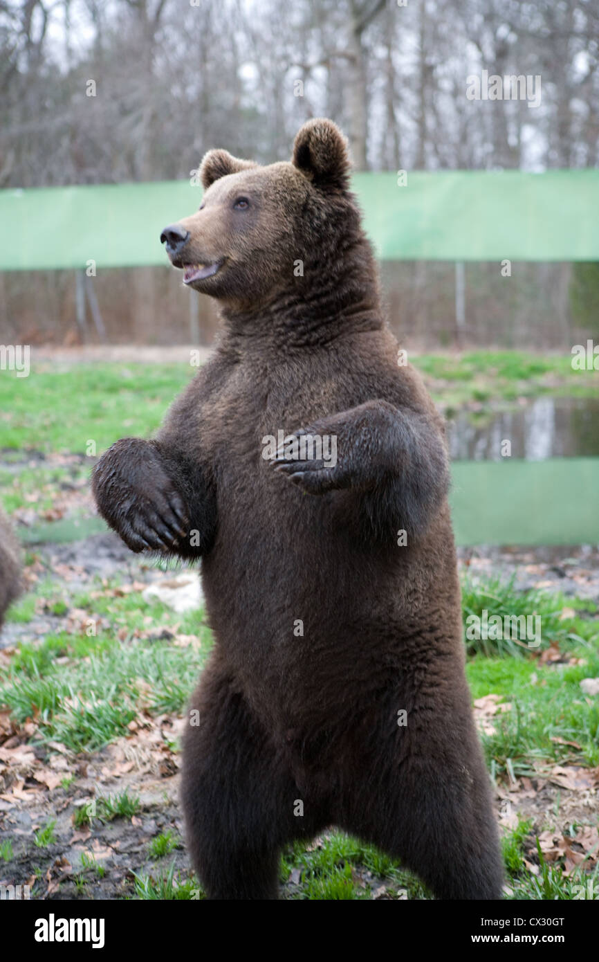 bear stands and poses Stock Photo - Alamy