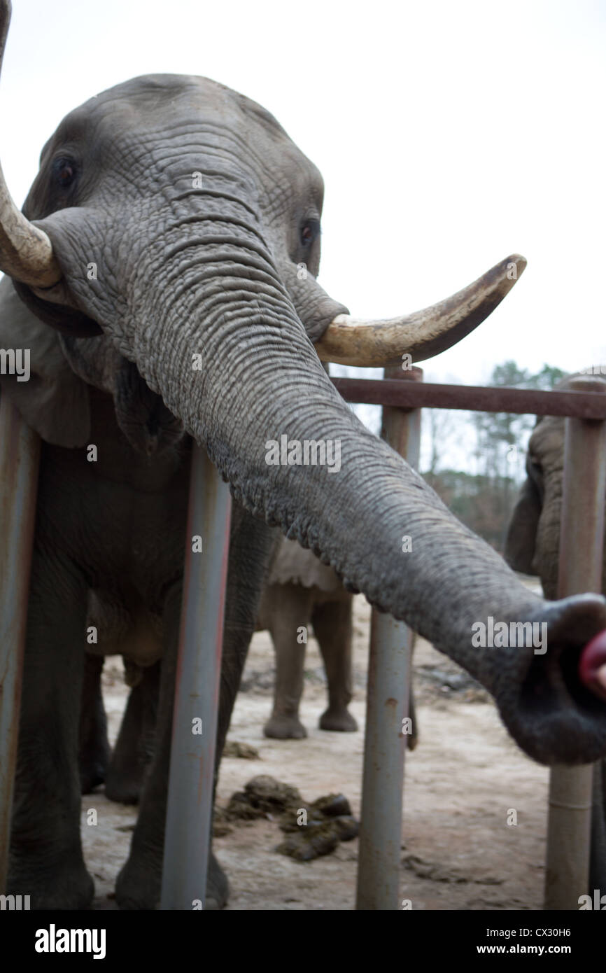 close up of an extended elephant trunk Stock Photo - Alamy