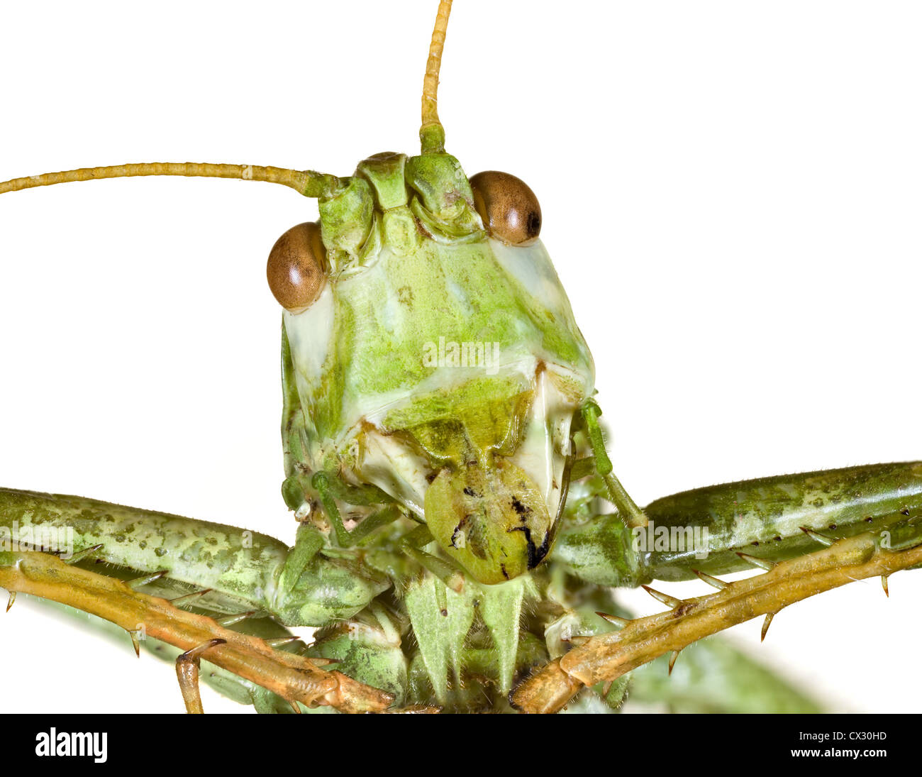 Extreme Macro shoot of Bush Cricket Head Stock Photo - Alamy