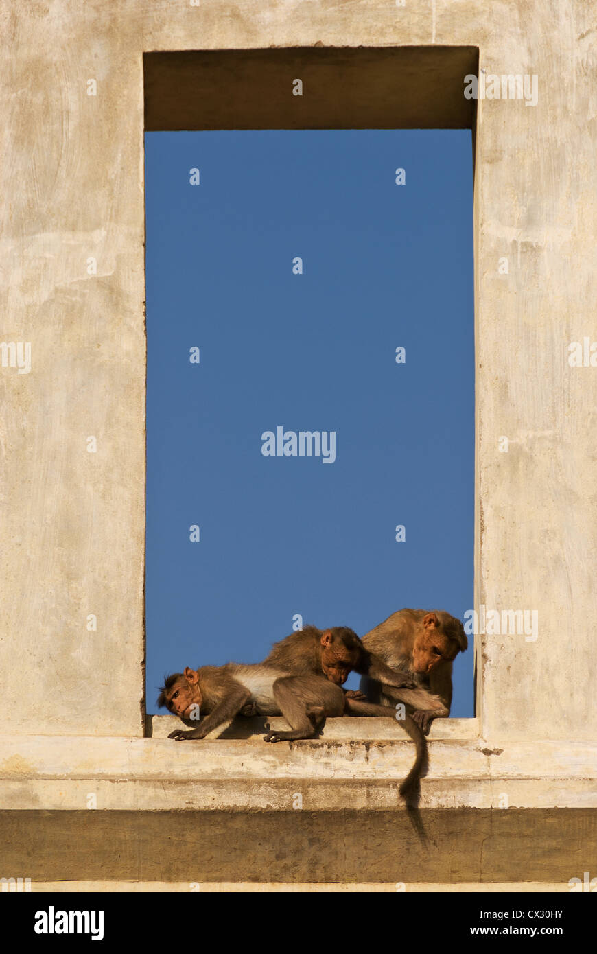 Monkeys window hi-res stock photography and images - Alamy