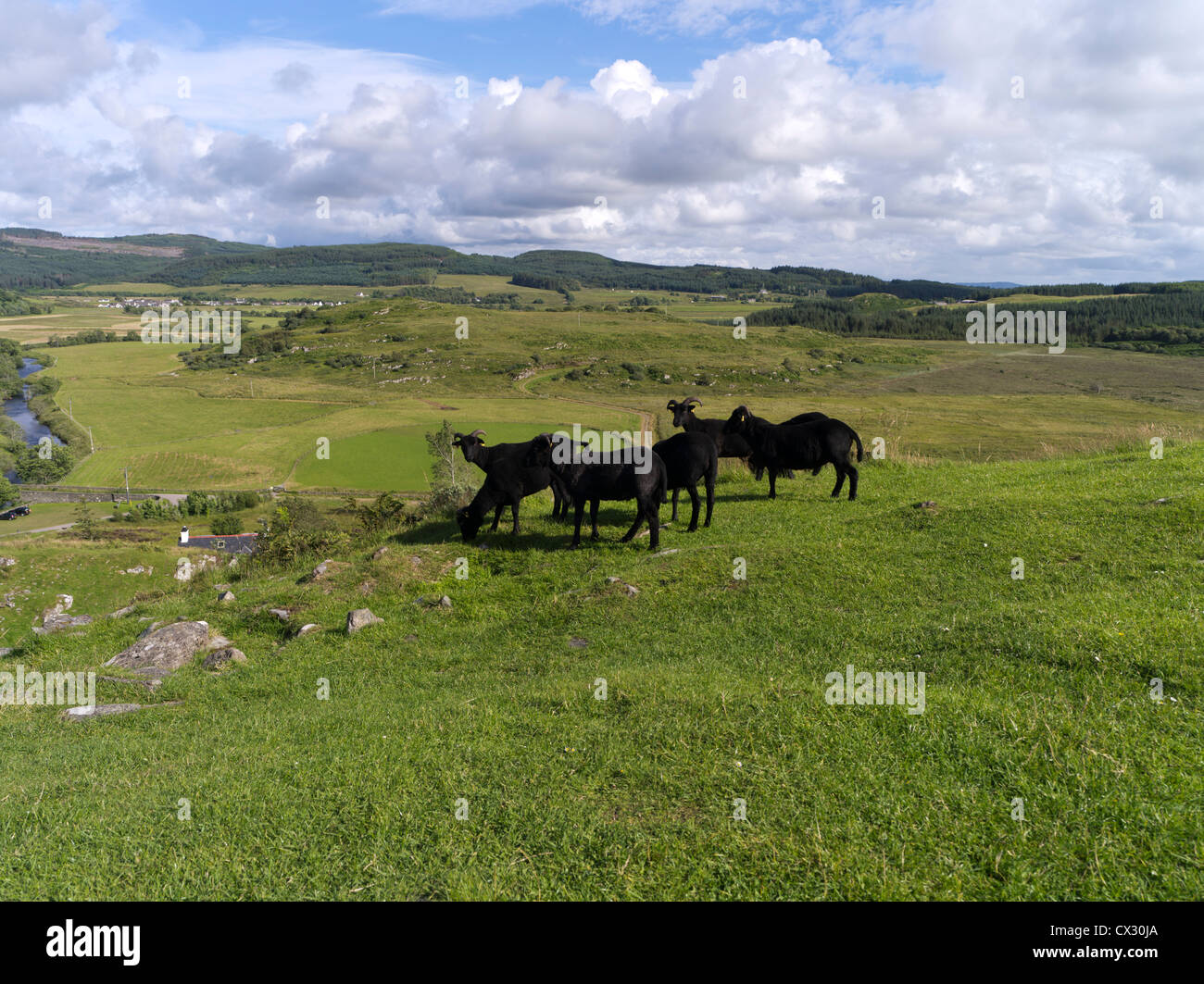 dh Kilmartin Glen DUNADD ARGYLL Black sheep Dunadd Hillfort Crag fort ...