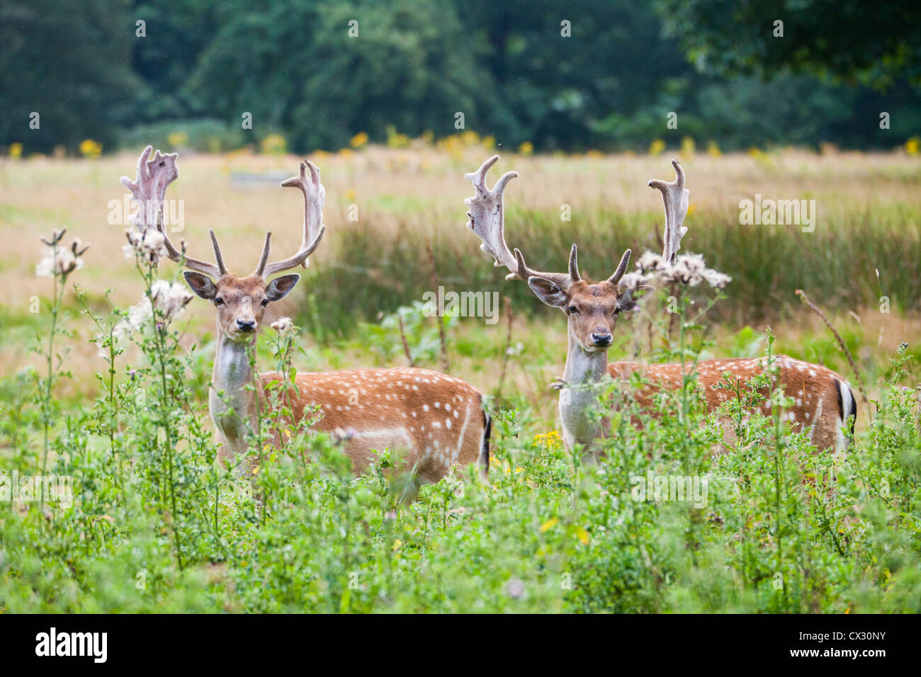 Two stags with antlers Stock Photo - Alamy