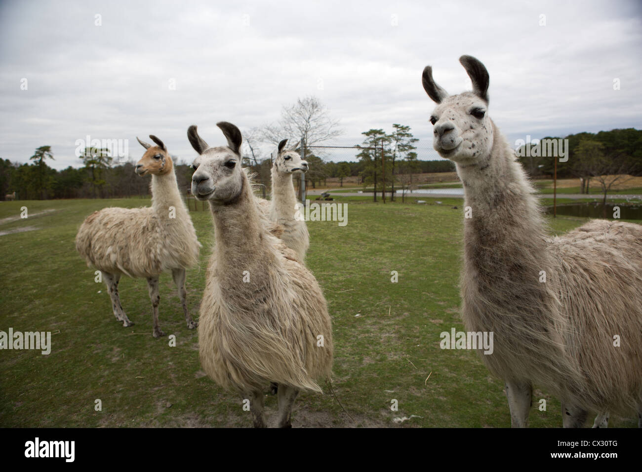 four llamas in a breeze Stock Photo - Alamy