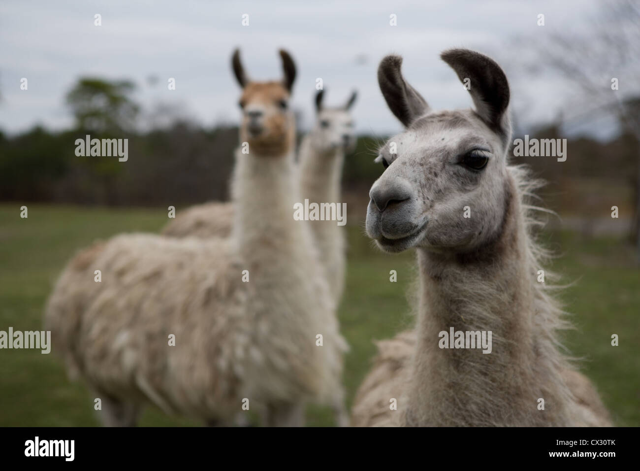 three llamas in creative shallow depth of field Stock Photo - Alamy