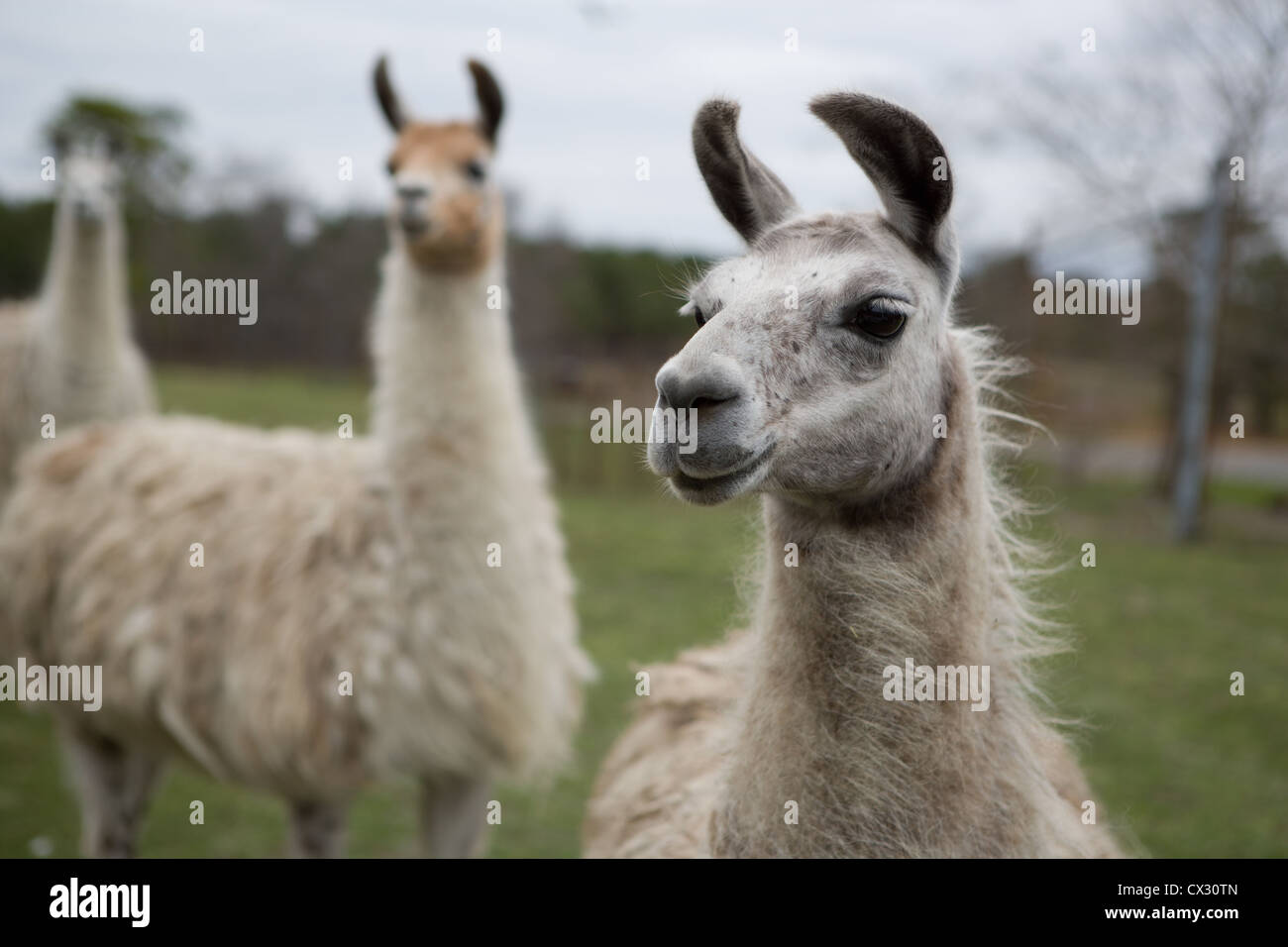 Three llamas in creative depth of field Stock Photo - Alamy