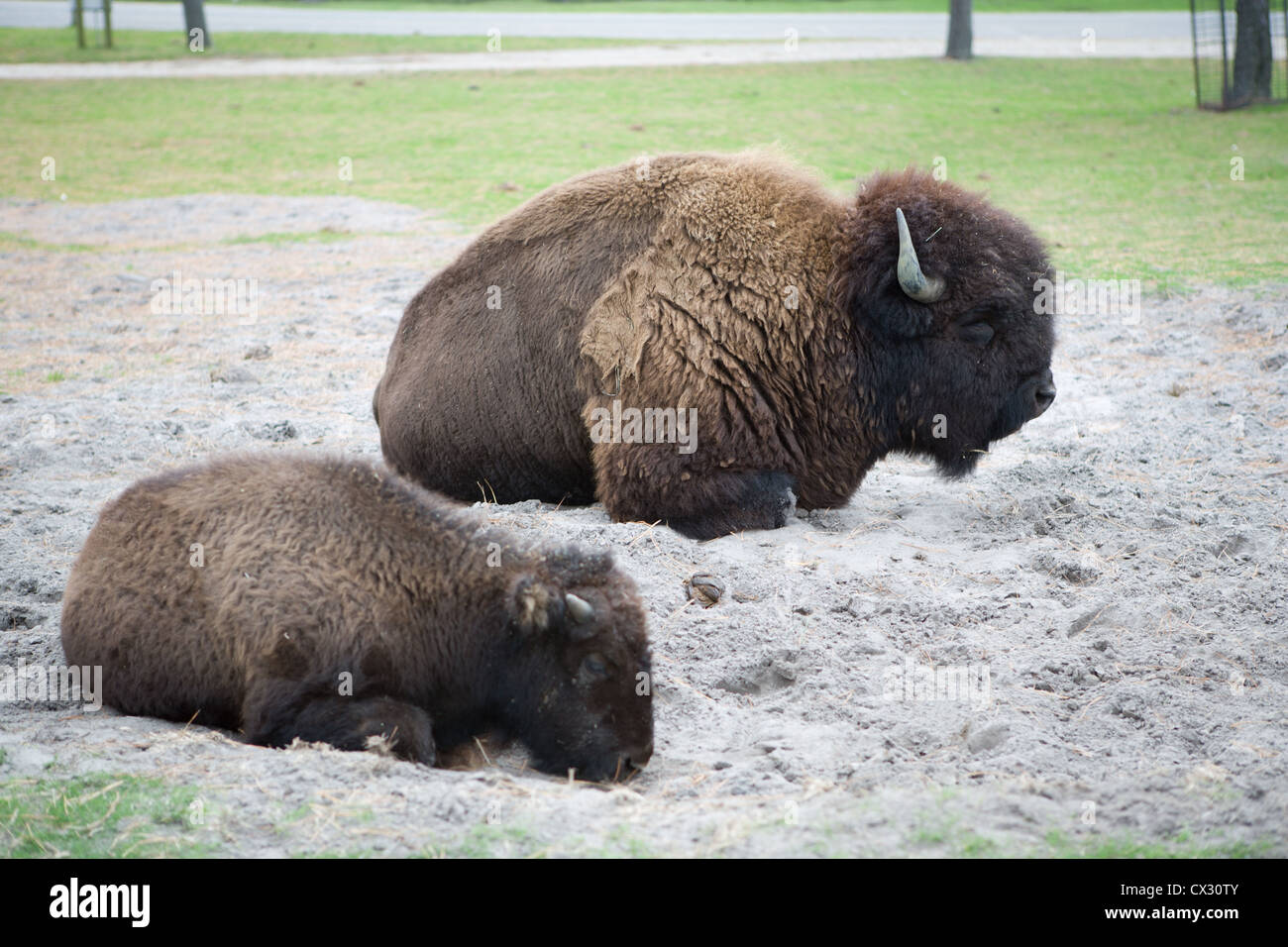two bison sitting in the sand Stock Photo - Alamy