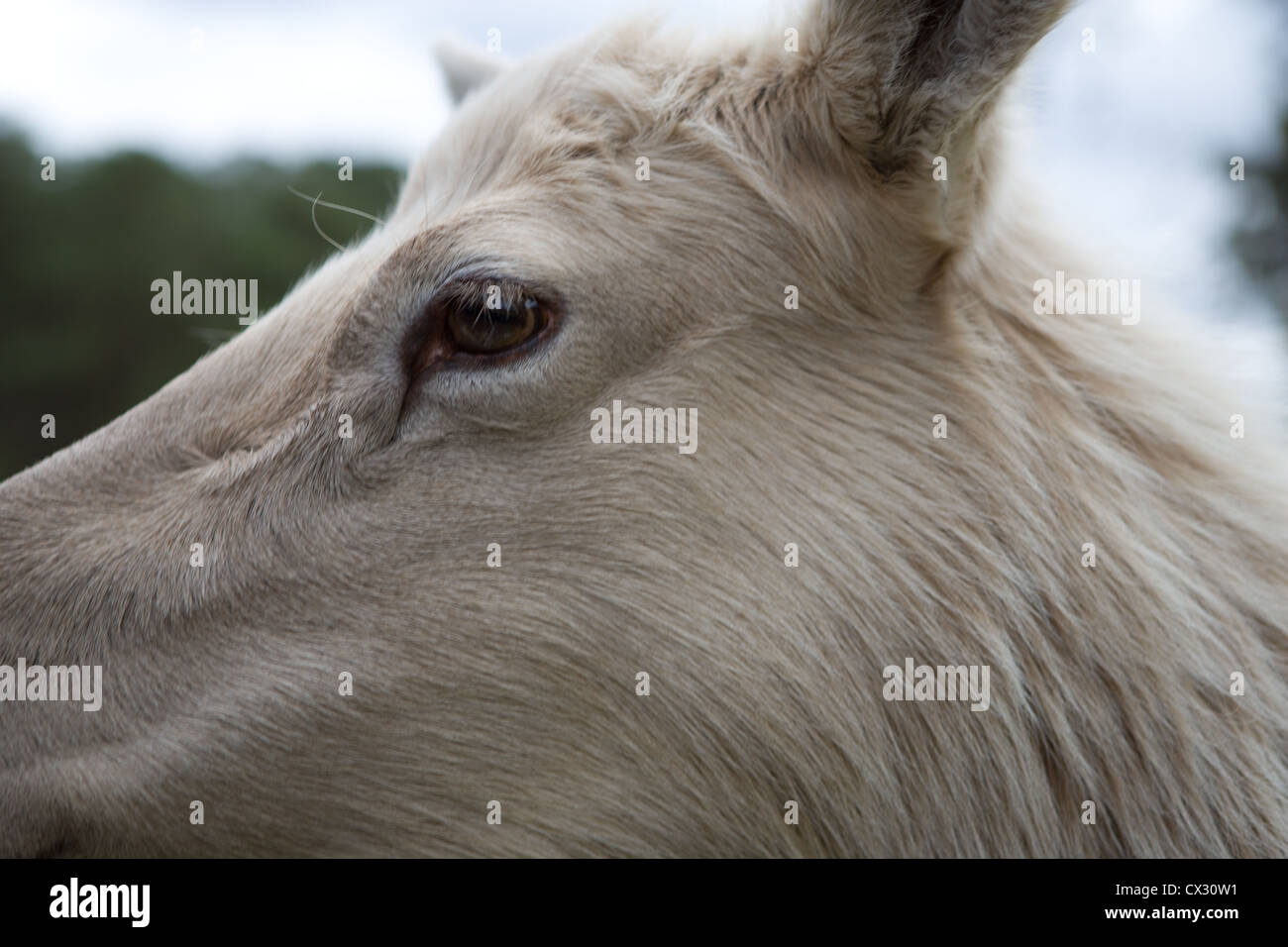 close up of a white elk eye Stock Photo - Alamy