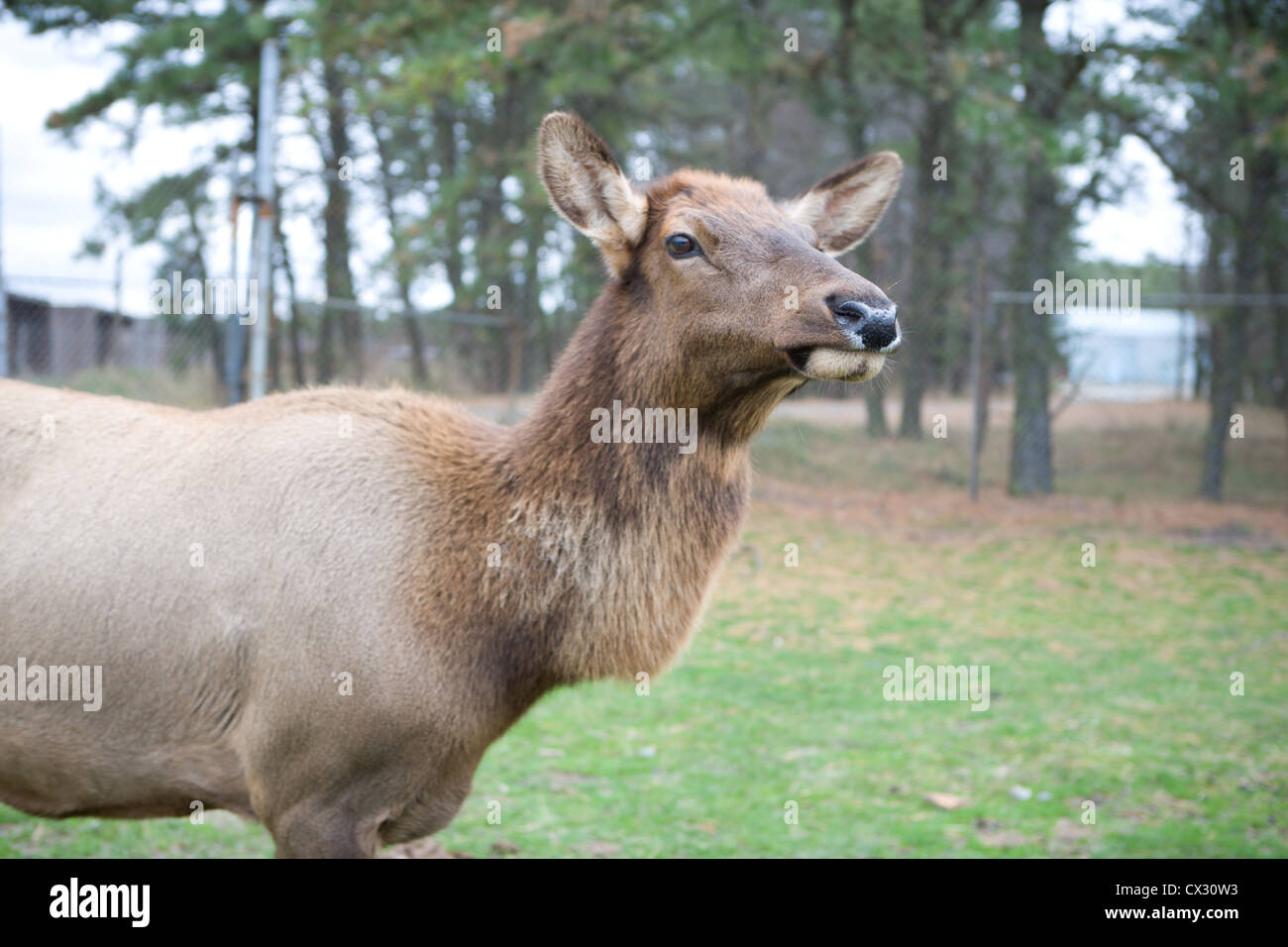 Elk doe hi-res stock photography and images - Alamy