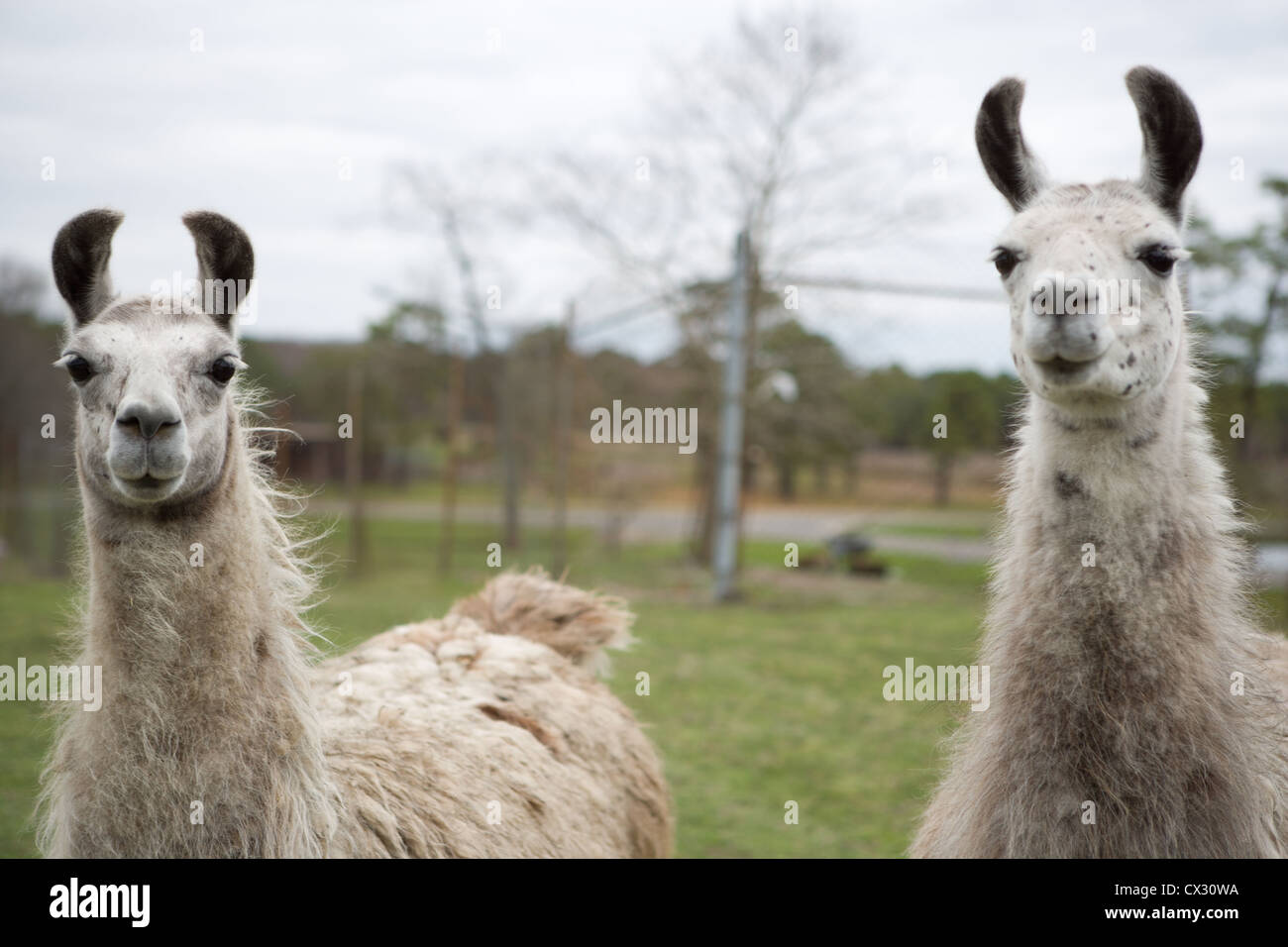 two llamas in a field Stock Photo - Alamy