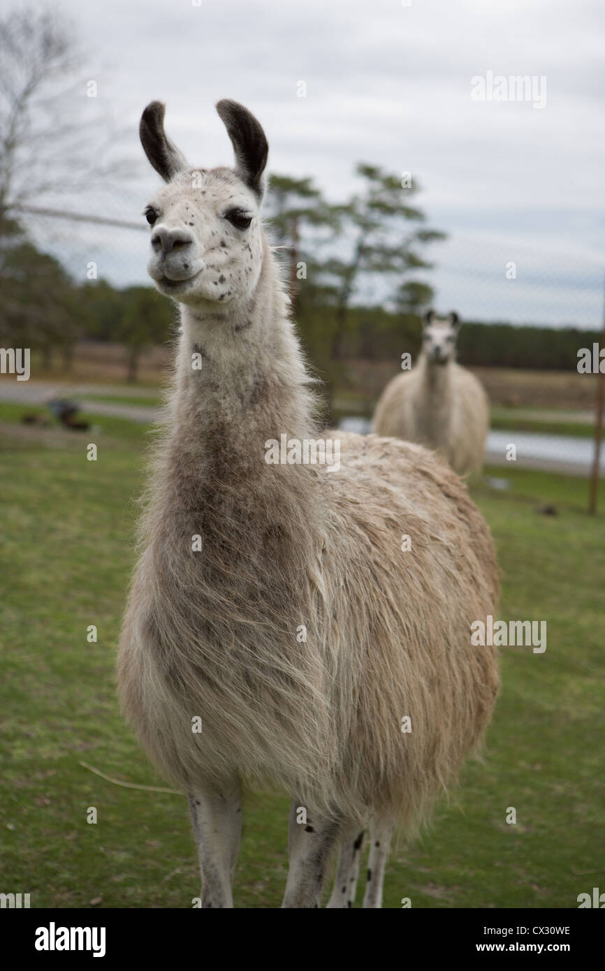 two llamas in a field Stock Photo - Alamy