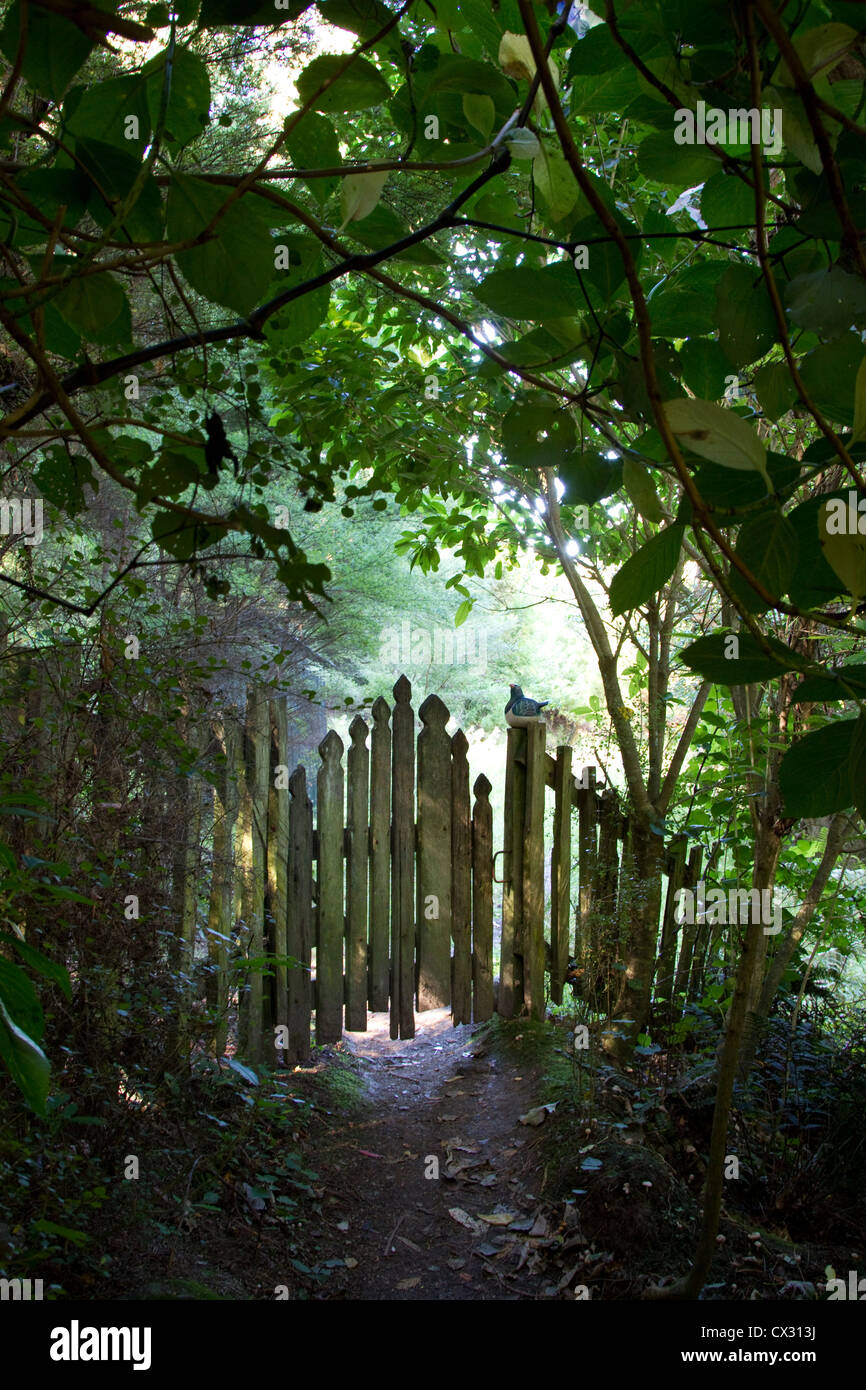 Gate among trees on a forest path, serene nature, enchanted forest ...