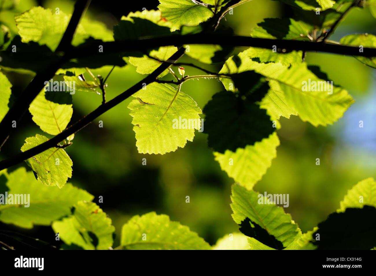 Woodlands in summer hi-res stock photography and images - Alamy