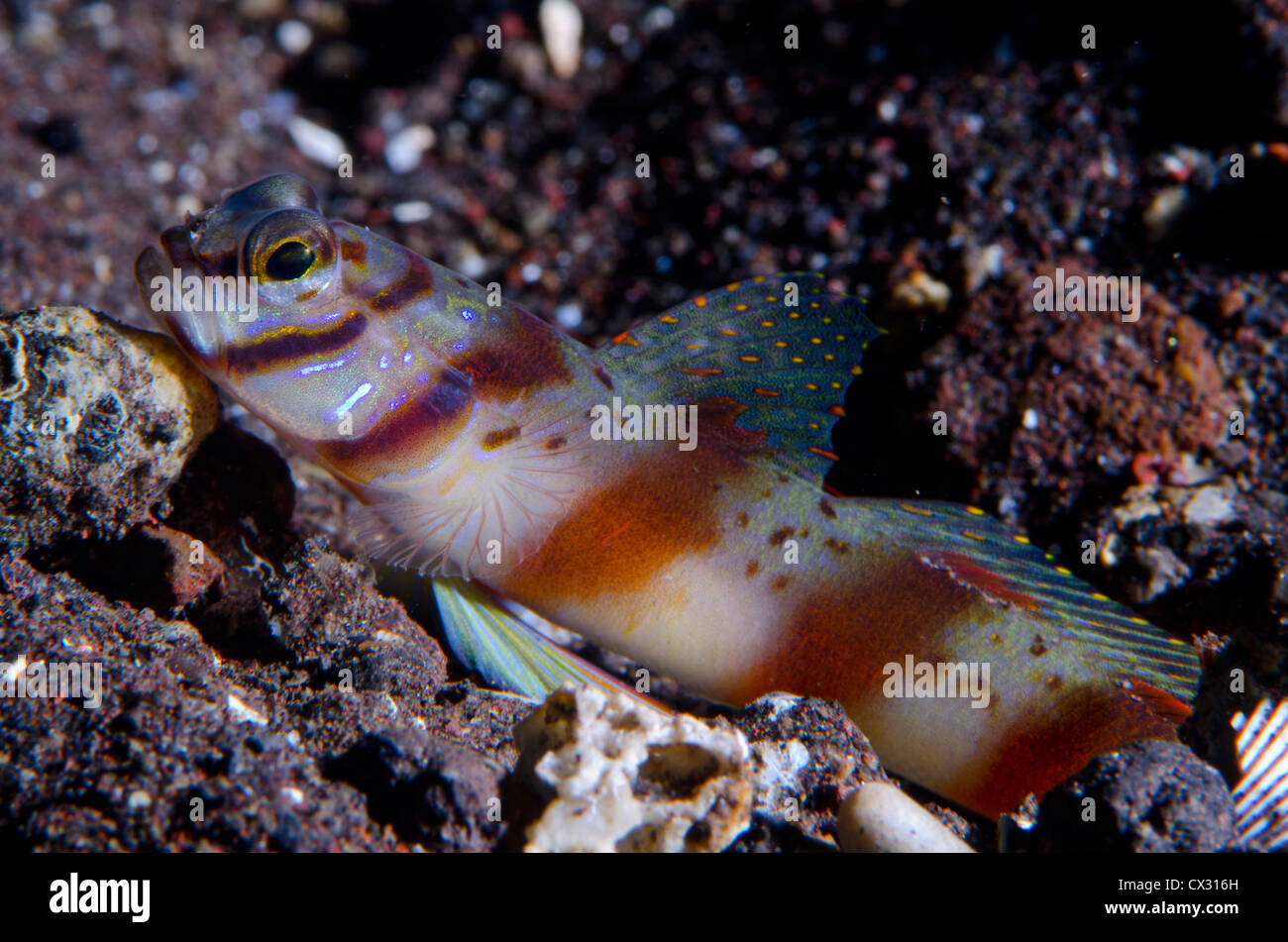 Underwater, sea life, Bali, Komodo, scuba, diving, sea, ocean, water ...