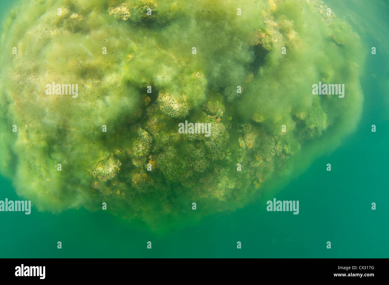 Stromatolite formations in Lake Satonda, a crater lake on Satonda ...