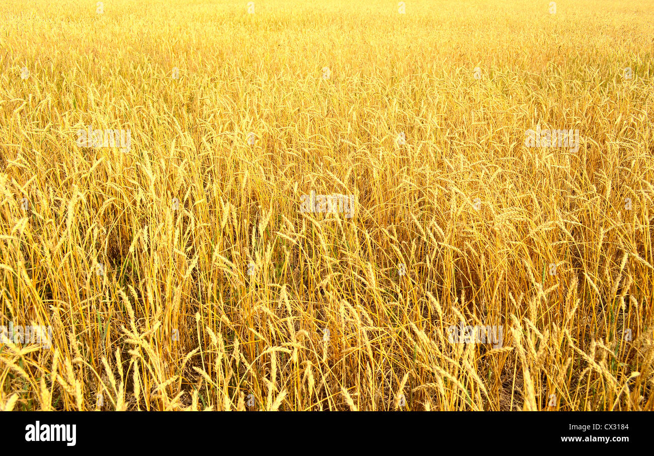 wide wheat field Stock Photo - Alamy