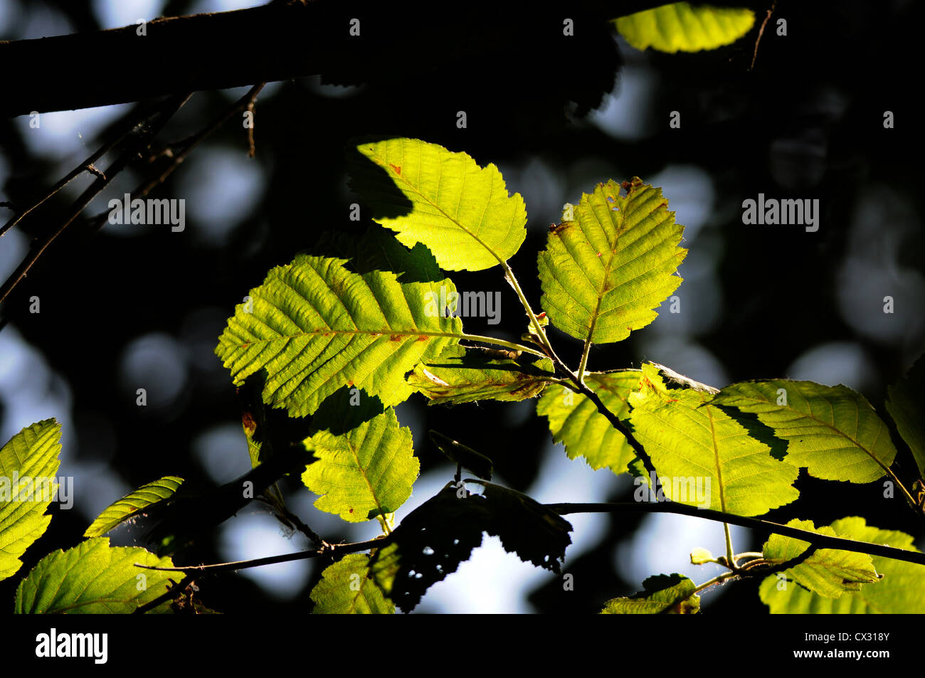 leaves in summer Stock Photo - Alamy