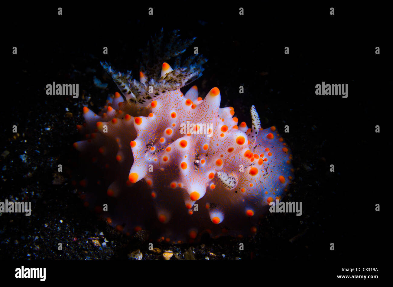 Underwater sea life, Komodo, Indonesia, nudibranch, colorful, color ...