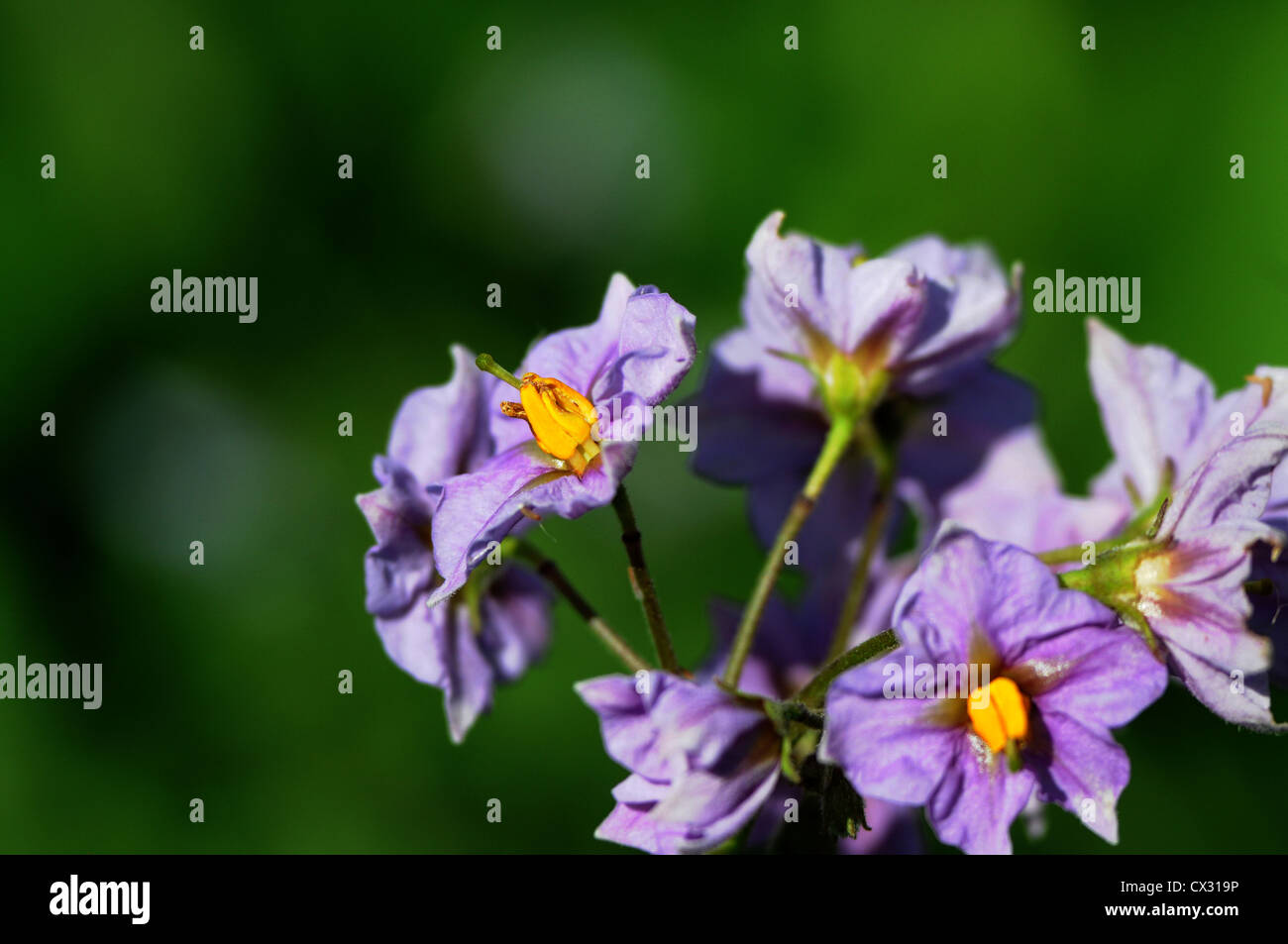 Potato plant flowering in summer Stock Photo - Alamy