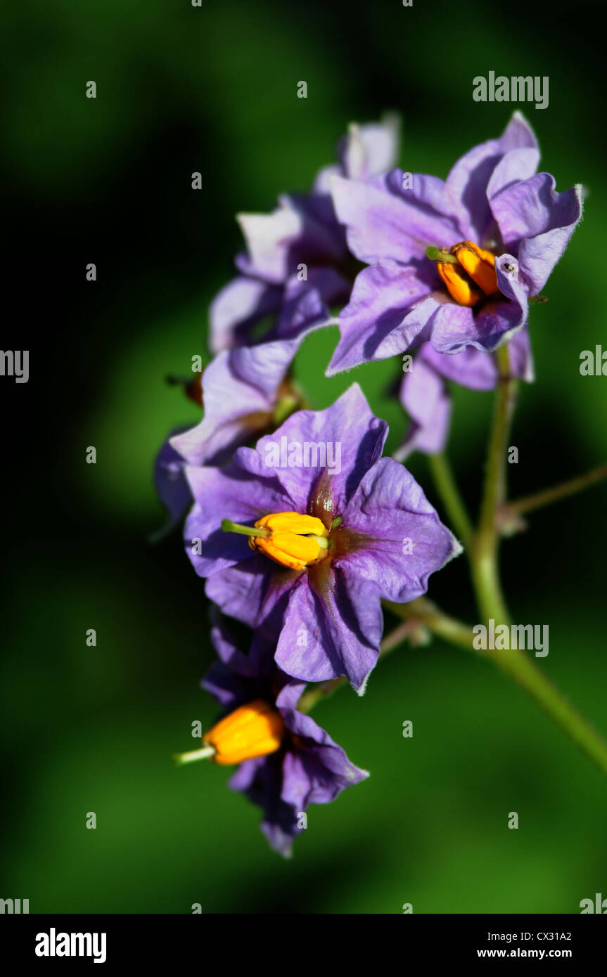 Potato plant flowering in summer Stock Photo - Alamy