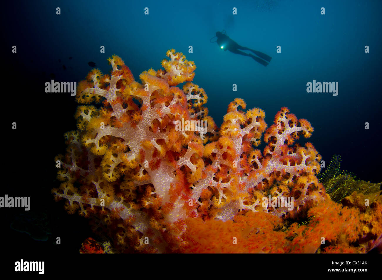 Underwater sea life, Komodo, Indonesia, coral reef, diver, female diver ...