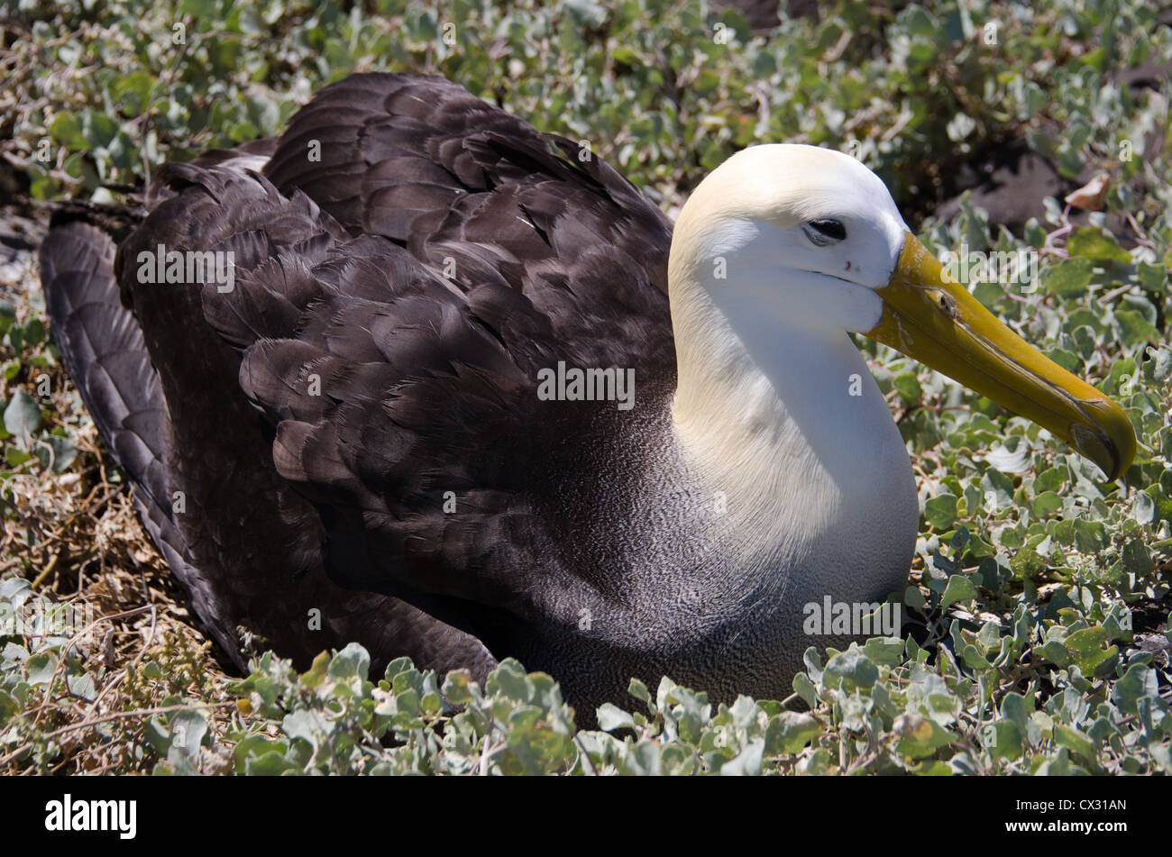 Albatross fish hi-res stock photography and images - Alamy