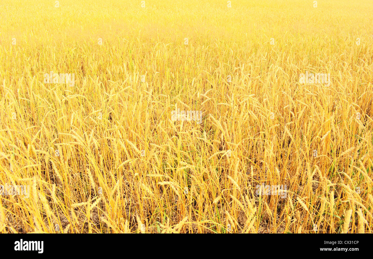 Wide wheat field hi-res stock photography and images - Alamy