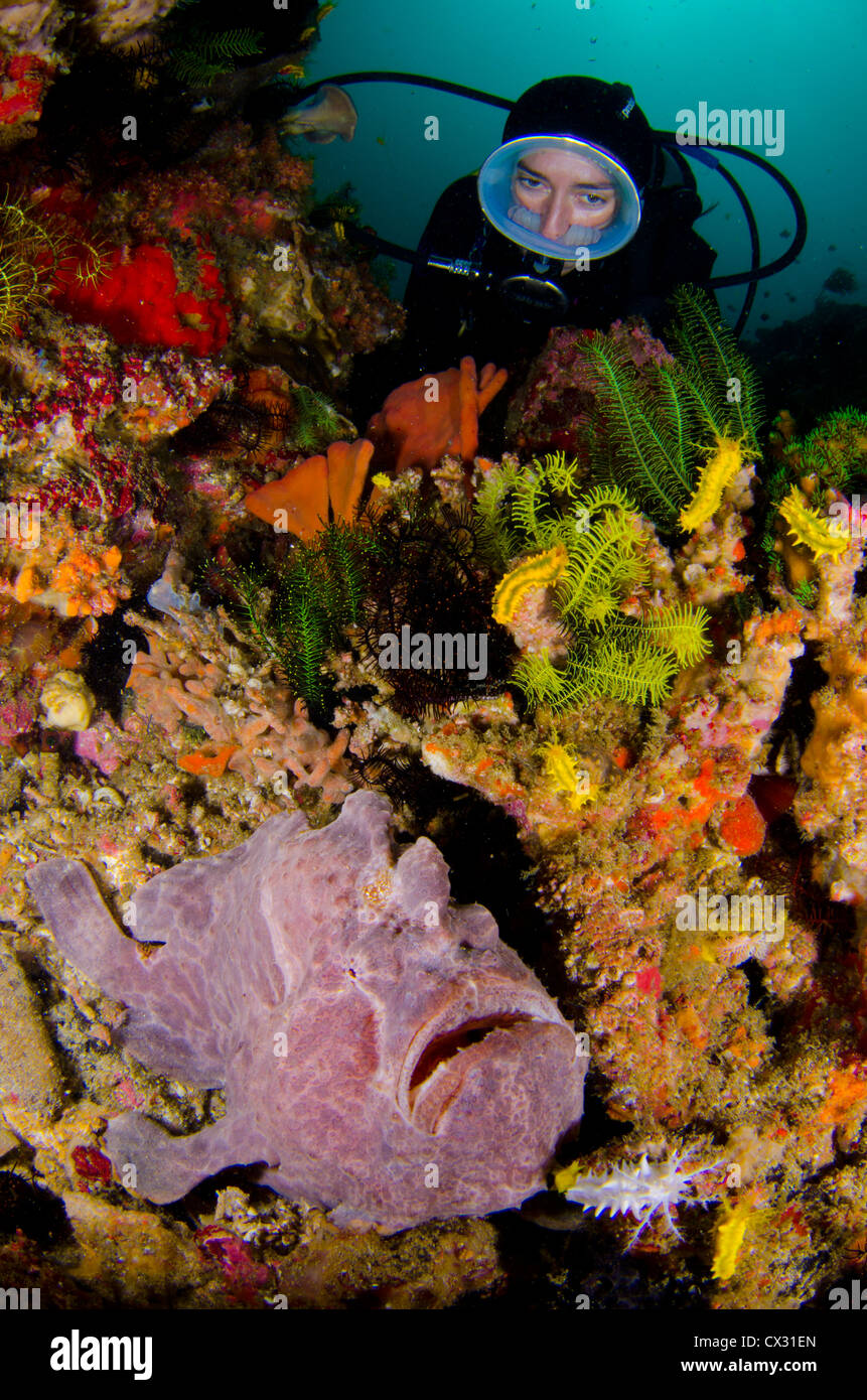 frog fish and scuba diver in Komodo, Indonesia, Underwater sea life ...
