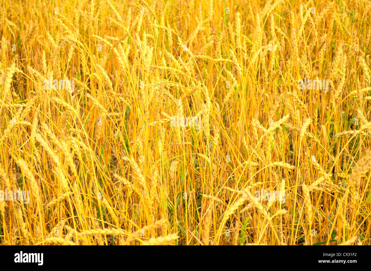 wide wheat field Stock Photo - Alamy