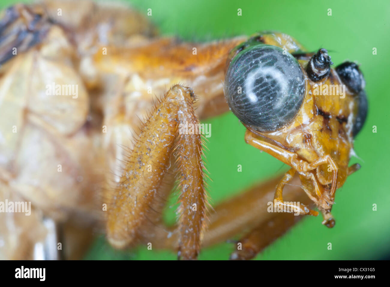 a macro photograph of an insect Stock Photo - Alamy