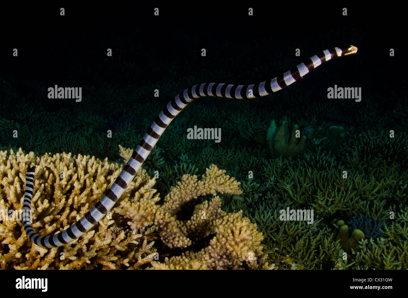 Sea snake hi-res stock photography and images - Alamy