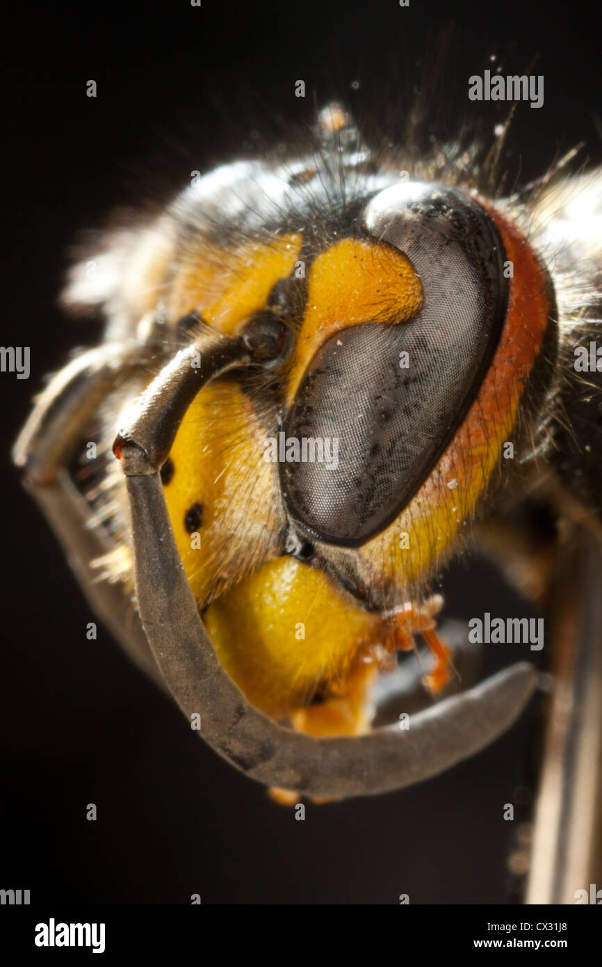 a macro image of a bee Stock Photo - Alamy