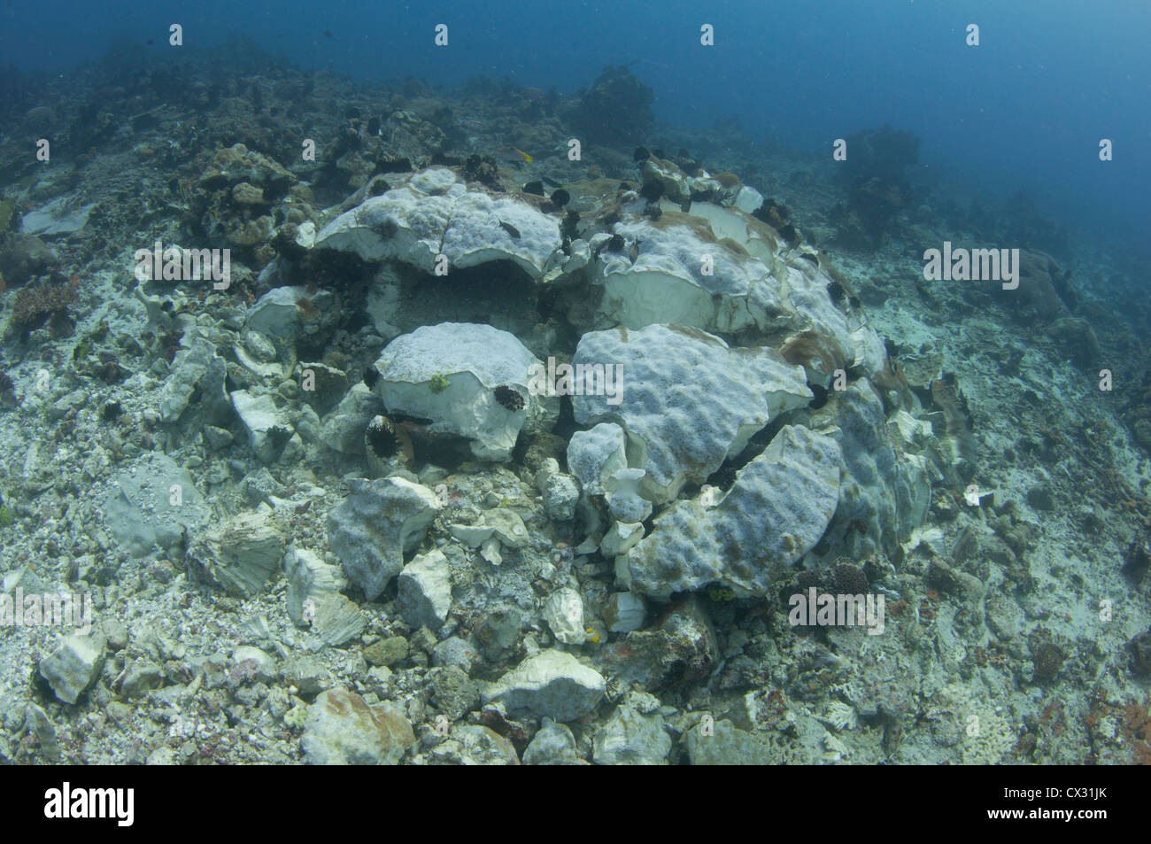 Effects Of Dynamite Fishing