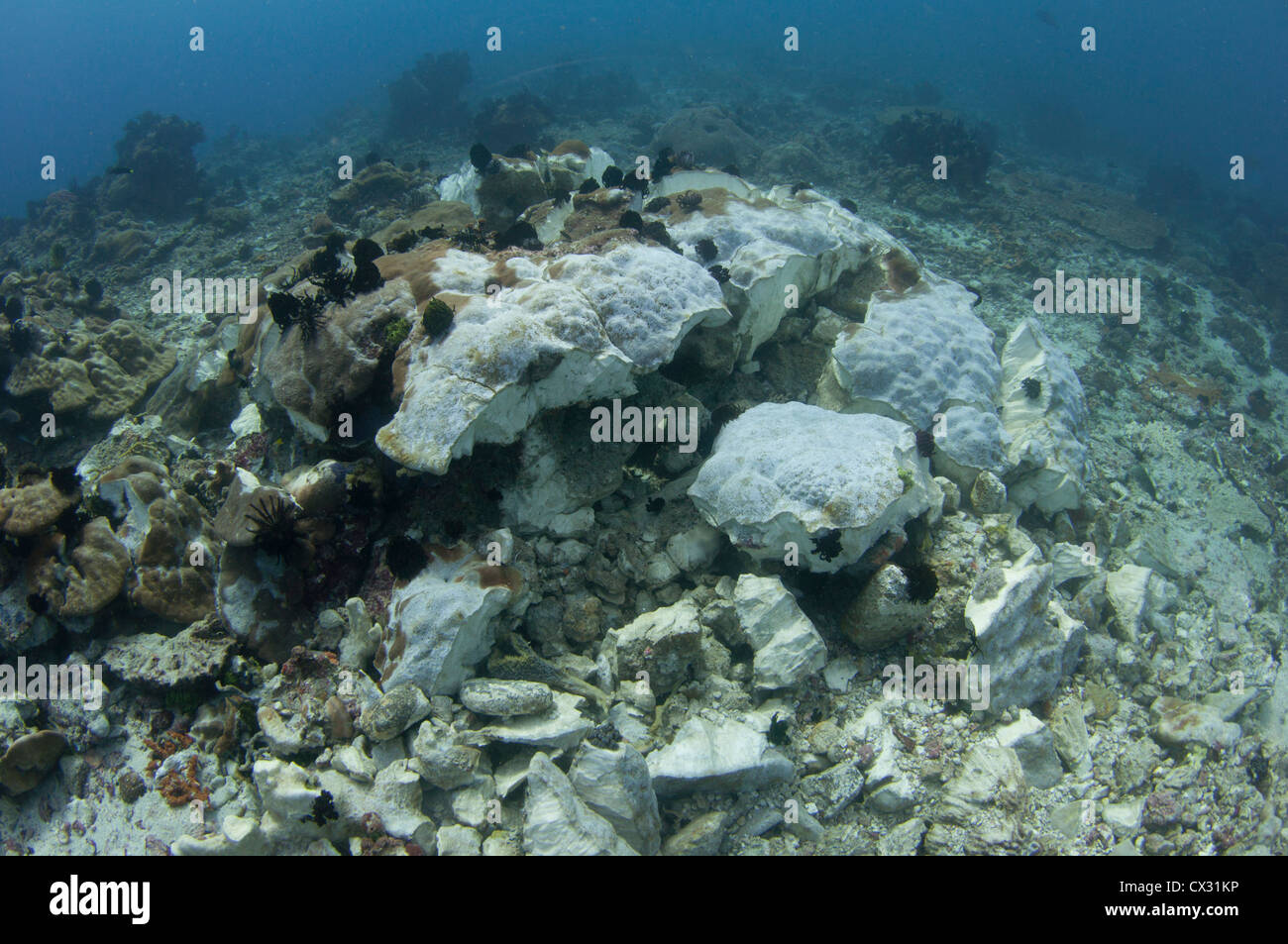 A dynamited coral head with dead fish on the bottom, destroyed by ...