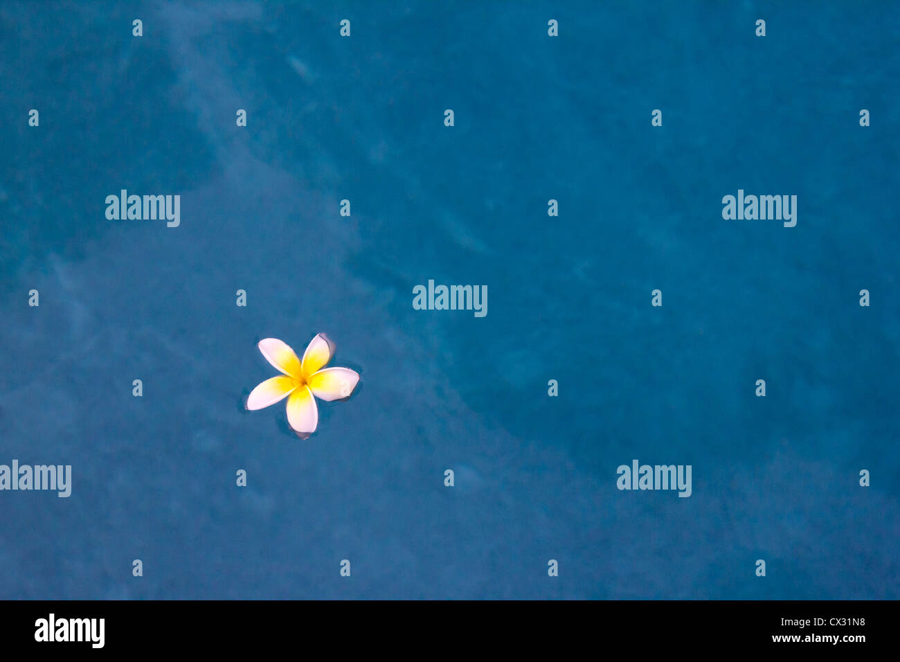 Plumeria flower floating in blue water Stock Photo - Alamy