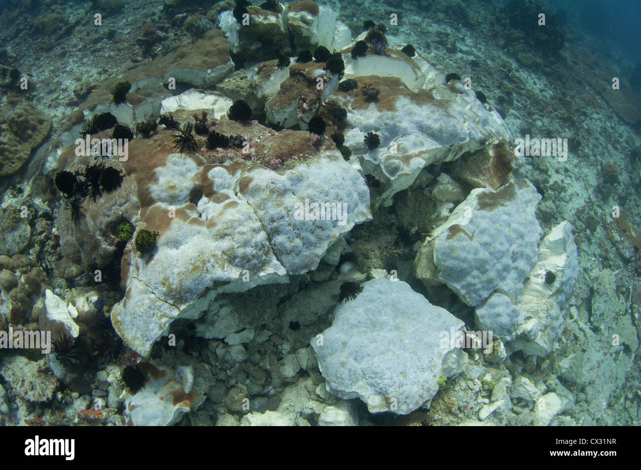 A dynamited coral head with dead fish on the bottom, destroyed by ...