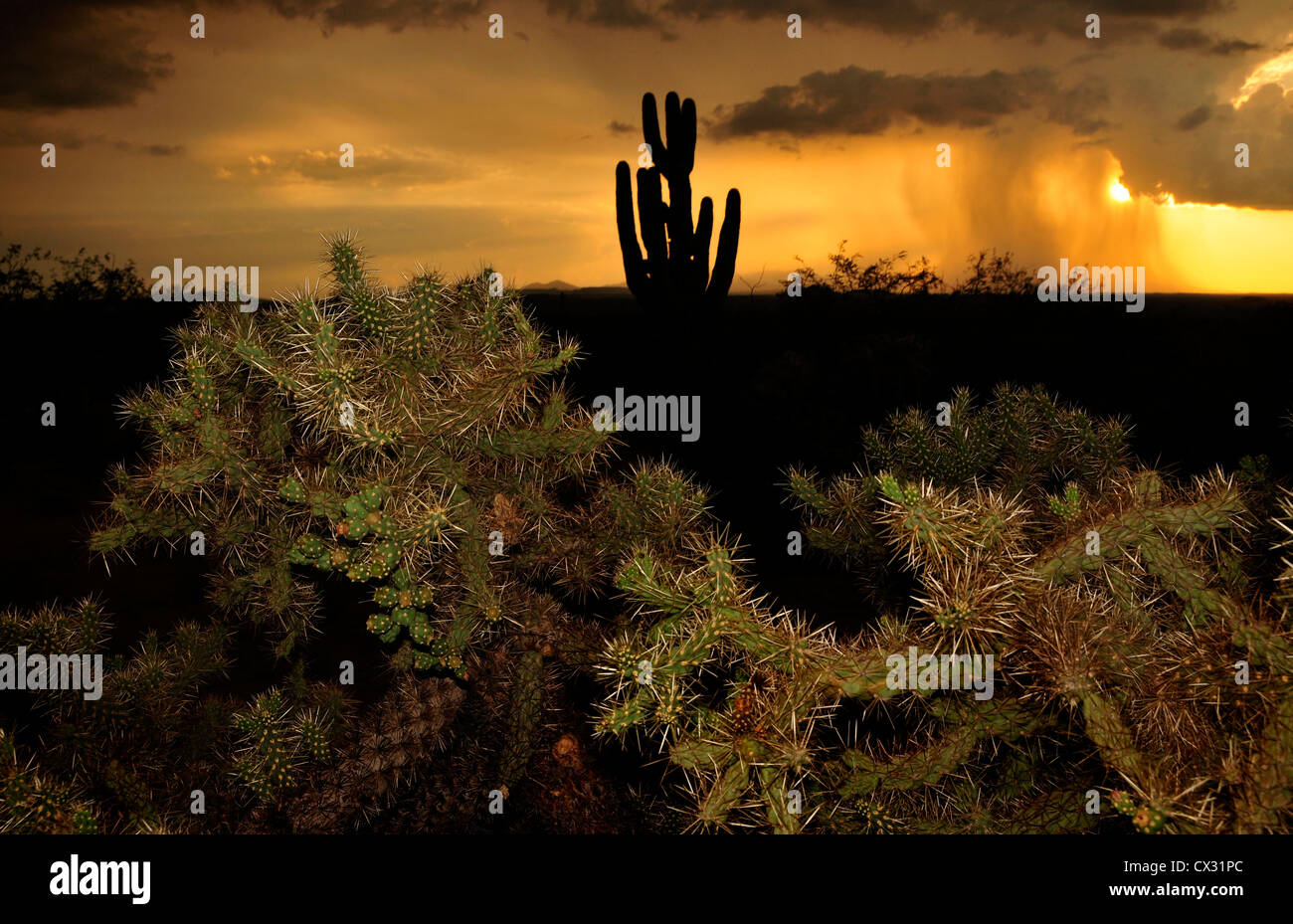 A monsoon shower at sunset seen from in the Sonoran Desert, Sahuarita ...