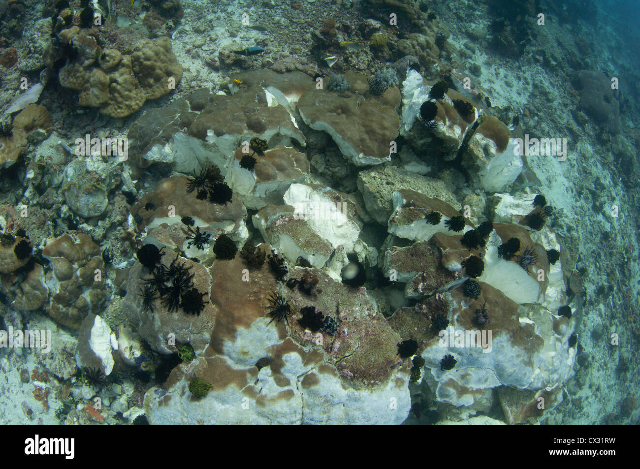 A dynamited coral head with dead fish on the bottom, destroyed by ...