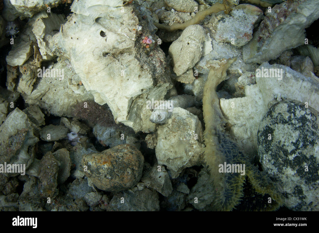 Fishing with dynamite hi-res stock photography and images - Alamy
