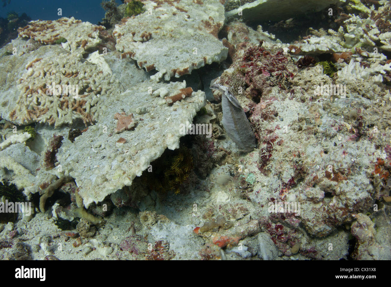 A dynamited coral head with dead fish on the bottom, destroyed by ...